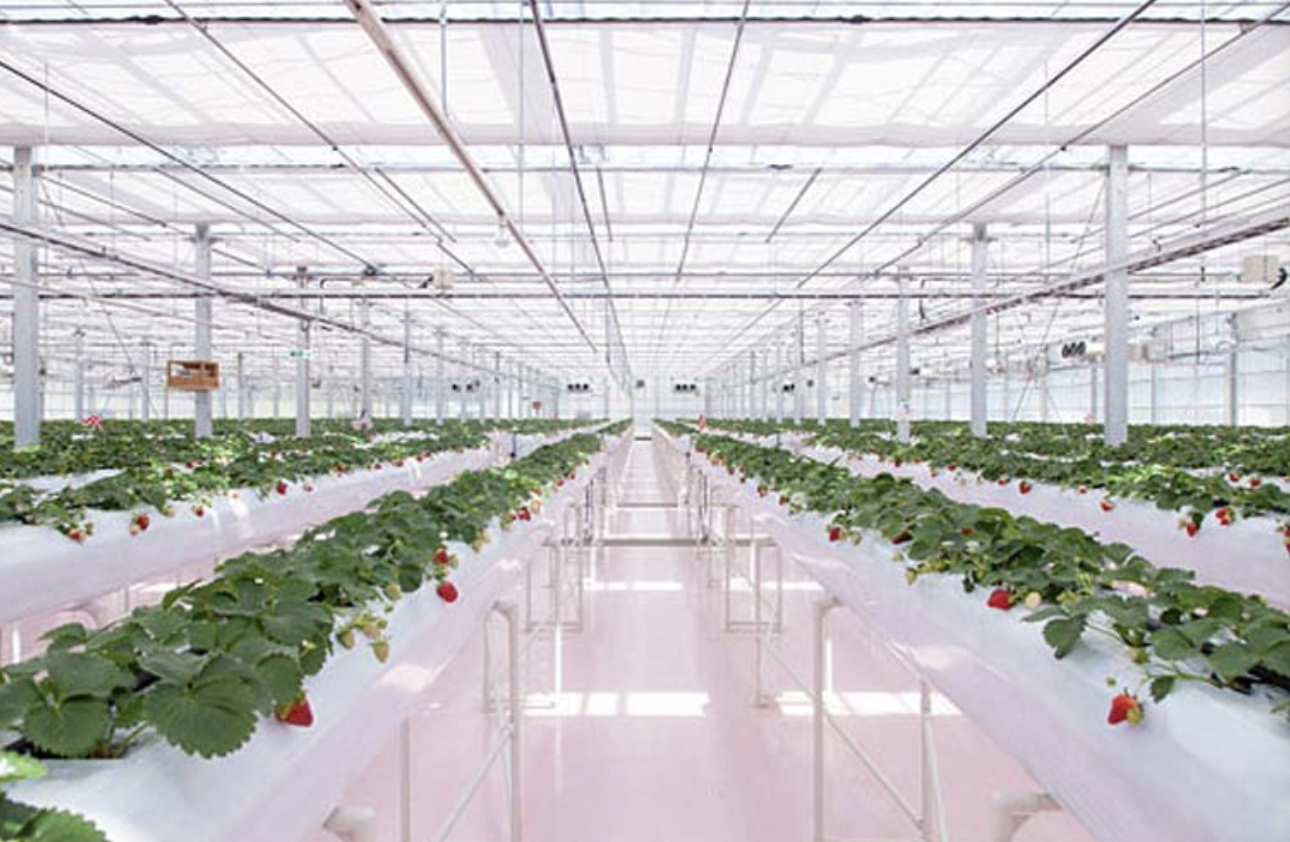 Tokyo Strawberry Park