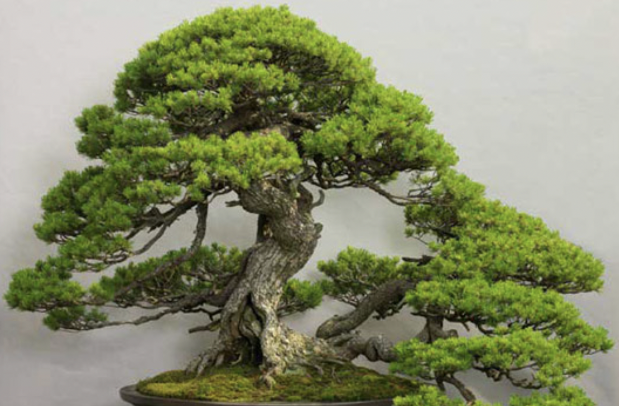 Omiya Bonsai Village/Omiya Bonsai Museum